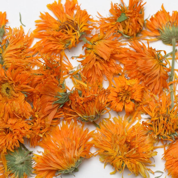Calendula Flower – The Peoples Apothecary